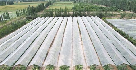 Blueberry Netting Ultimate Guide 2023 Keep Birds And Pests Away