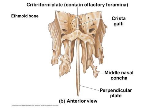 Olfactory Foramina Ethmoid