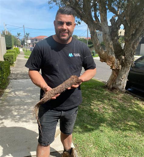 Tree Root Removal Mr Splash Plumbing 24 7 Local Plumbers