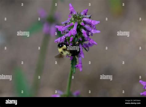 Bumble Bee On Nepeta Foraging For Food And Polinating Flowers Stock Photo Alamy