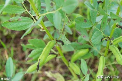 蠶豆高產栽培技術春季管理很關鍵教你管理技巧收穫優質高產 每日頭條