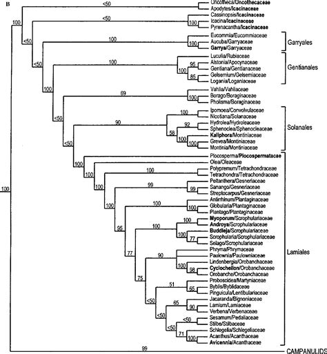 figure 1 from phylogenetics of asterids based on 3 coding and 3 non