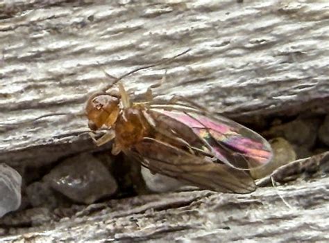 Ectopsocopsis Cryptomeriae Not Sure At All On Driftwood