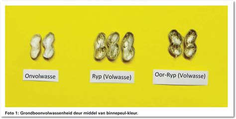 Oes Só Jou Grondbone Vir Maksimum Kwaliteit