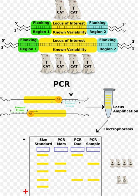 Polymerase Chain Reaction Variable Number Tandem Repeat Bovine Serum