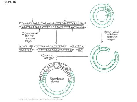 Chapter 20 Biotechnology Ppt Download