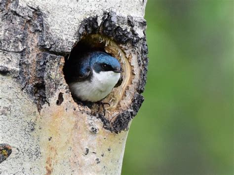 Nestwatch