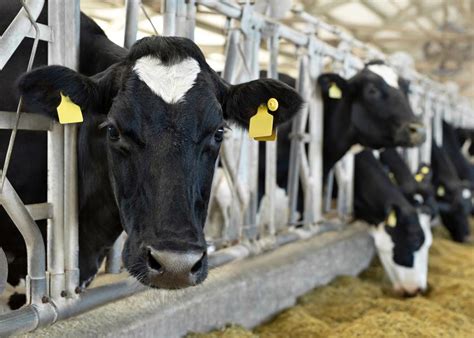 Binding Is Only Half Of The Battle With Mycotoxins Dairy Herd