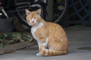 赤い日差しに赤毛の猫 一日一猫