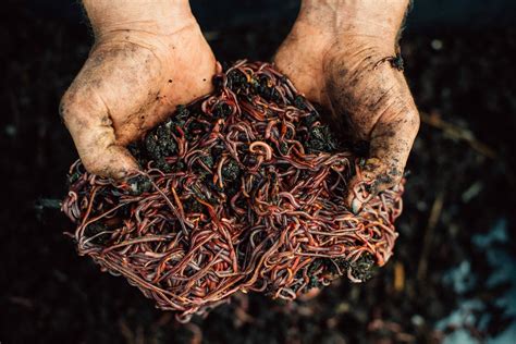 How To Compost With Worms Gardeningleave