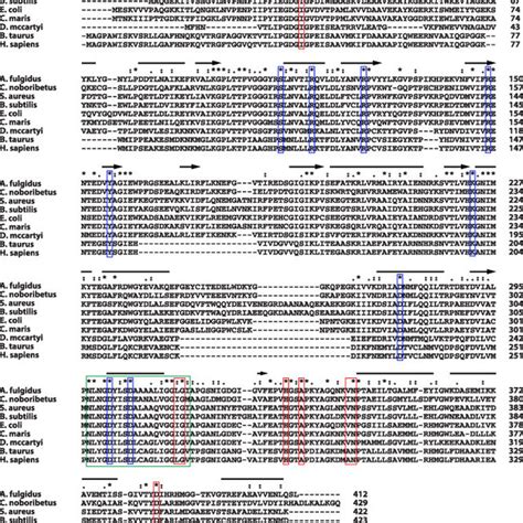 Structure Based Multiple Sequence Alignment Msa Of Dmidhmsa Of Dmidh