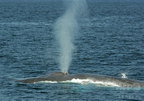 一斉に歌い始めるシロナガスクジラ、記録に成功 国際研究 写真1枚 国際ニュース：afpbb News