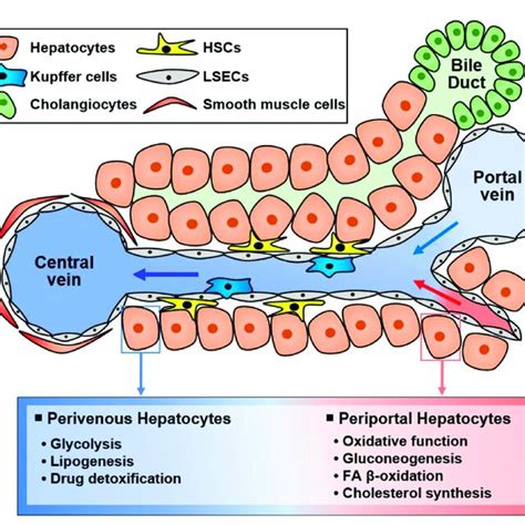 Functionally Different Hepatocyte Populations According To Their
