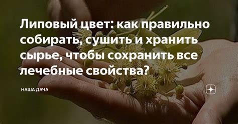 Липовый цвет как правильно собирать сушить и хранить сырье чтобы сохранить все лечебные