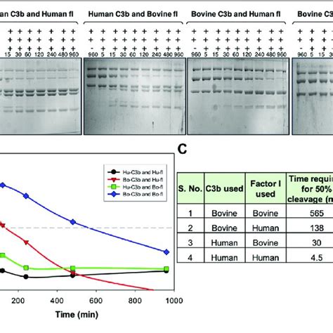 Cofactor Activity Of Human Factor H For Human And Bovine C3b A