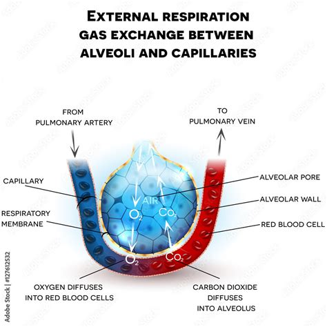 Alveoli Anatomy External Respiration Gas Exchange Between Alveoli And Capillaries With
