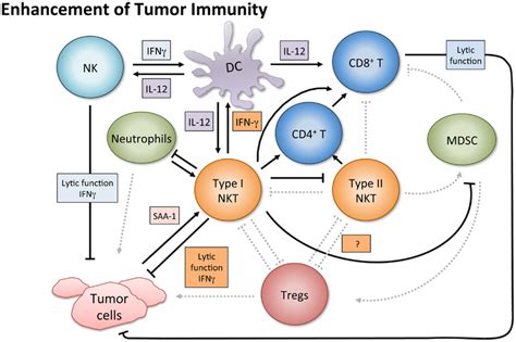 Enhancement Of Tumor Immunity Upon Antigenic Stimulation Type I Nkt