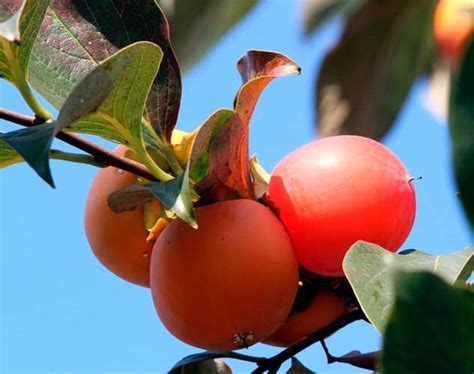 12 Fruit Trees Ideal For Growing In Small Gardens Global Gardening Secrets