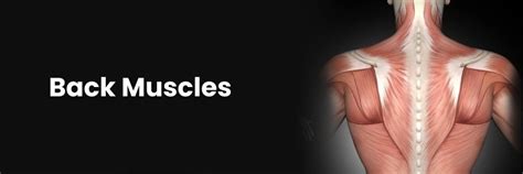 Comprehensive Guide To Back Muscles And Exercises