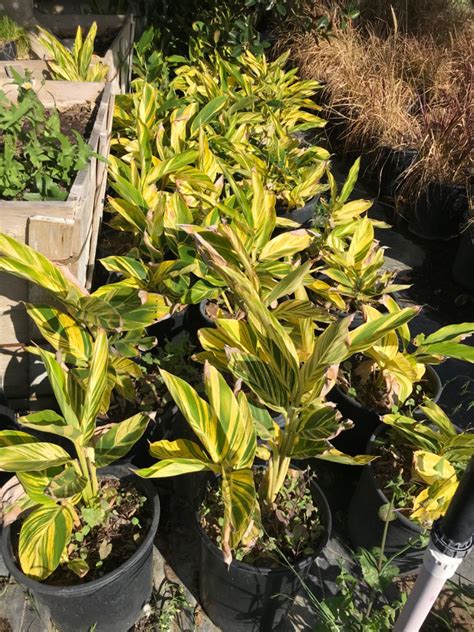 Buy Podocarpus Macrophyllus Pringles Dwarf Pringles View