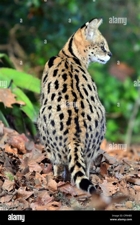 Serval Also Known As The Tierboskat Is A Wild Cat Found In Africa