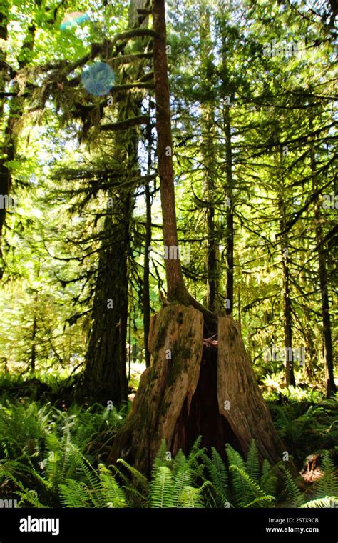 A Majestic Tree Stump With A New Sapling Growing From It Surrounded By