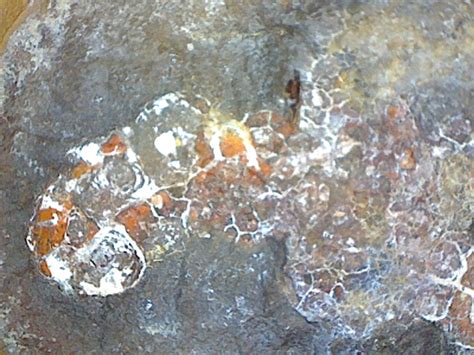Shark Coprolite Member Collections The Fossil Forum