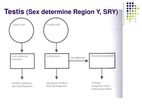 Ppt 生殖系統發育異常及 生殖內分泌學 Powerpoint Presentation Id 2966457