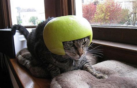 Battle Cats Moody Moggies Work The Citrus Look As They Model Fruit