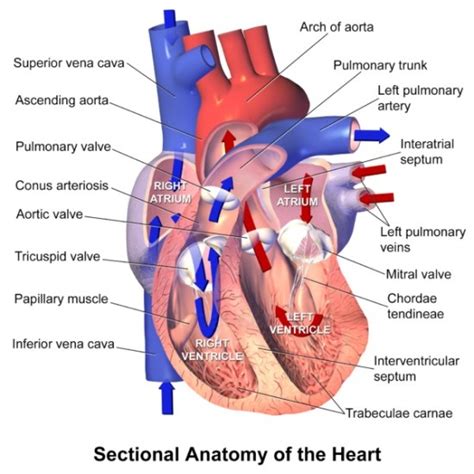 What Is The Difference Between Valves And Septum Pediaacom