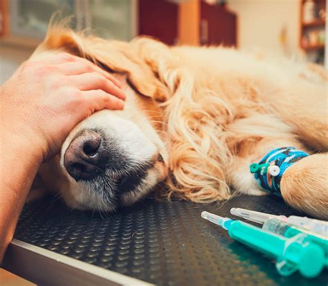 Las Vacunas Necesarias Para Tu Perro Veterinaria Rawson