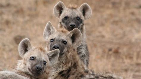 How Does A Laughing Hyena Sound Hyaenidae Hiena Animales