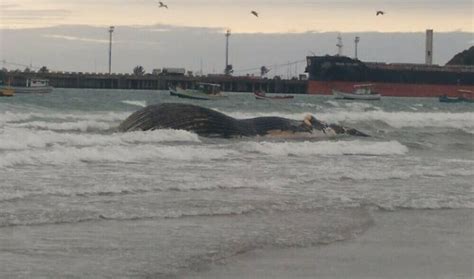 Baleia jubarte é encontrada morta em praia de Imbituba UNITV