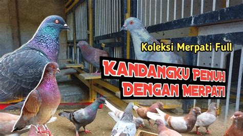 Menghitung Semua Merpati DiKandang PMC YouTube