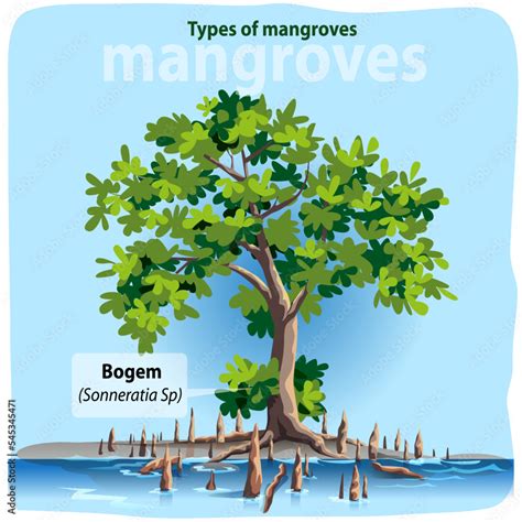 Vector Illustration Bogem Or Sonneratia Sp Is One Of The Most Common