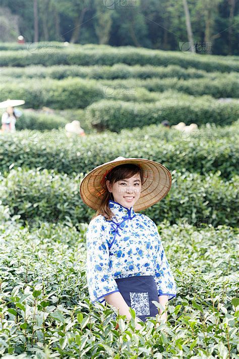 种植园里的亚洲漂亮采茶姑娘