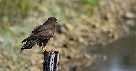 Buse Variable France Dépt Vienne Nikon D5600 Sigma 150 600 Mm 1022 Album On Imgur