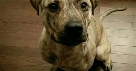 My Amstaff Mix Doughty Hes Pretty Handsome And He Knows It Album On