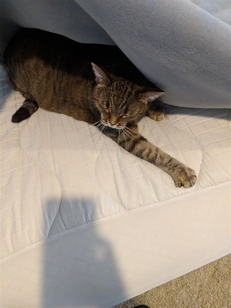 She Doesnt Seem To Happy We Lifted The Blanket Off Her R Tuckedinkitties