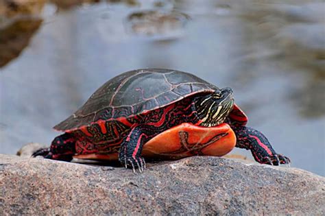 Painted Turtle Facts Lifespan Eating Habits Breeding More