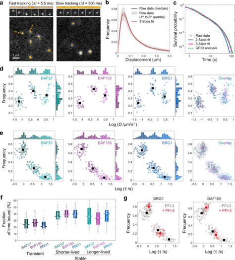 Single Molecule Imaging Of Swi Snf Chromatin Remodelers Reveals