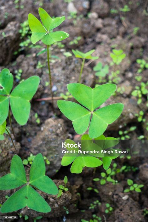 Oxalis Latifolia 식물의 클로즈업 샷 일반적인 이름으로 알려진 우드 소렐 가족의 꽃 피는 식물의 종은 정원 분홍색