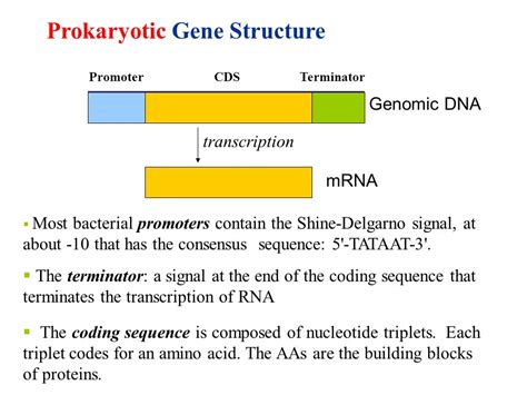 Gene Prediction And HMM Computational Genomics 2005 6 Lecture 9b Slides