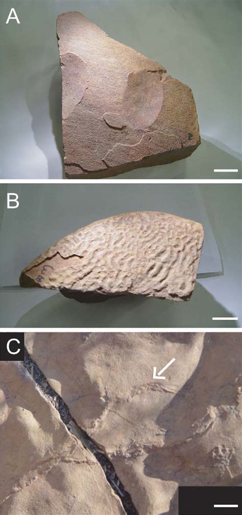 Microbially Induced Sedimentary Structures Miss From The Brixton Download Scientific Diagram