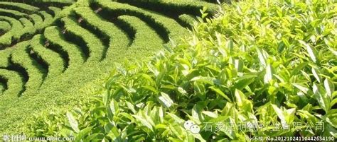 学会感恩不负不欠经典 父母