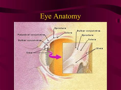 Conjunctivitis Ppt