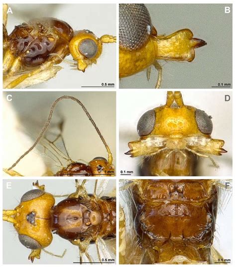 Asobara Kawandensis Peris Felipo Sp Nov Holotype BMNH A Head