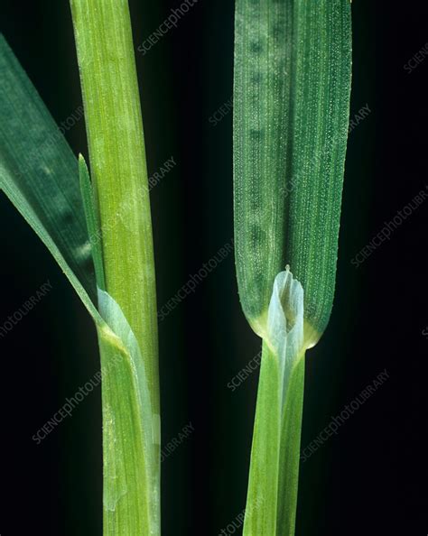 Rough Stalked Meadow Grass Leaf Ligule Stock Image C0446132