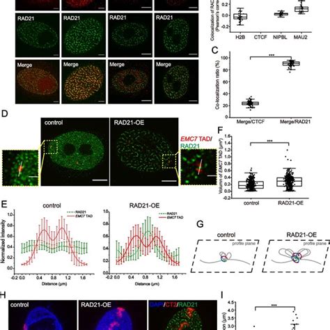 Cohesin Is Arranged In Axial Chromosomal Domains In Cells With