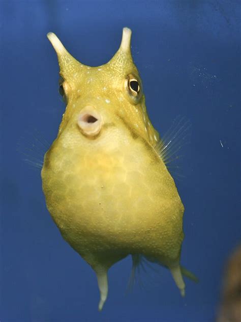 Close Up Of A Silly Marine Fish